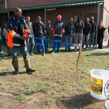 Snakes and workplace safety - African Snakebite Institute