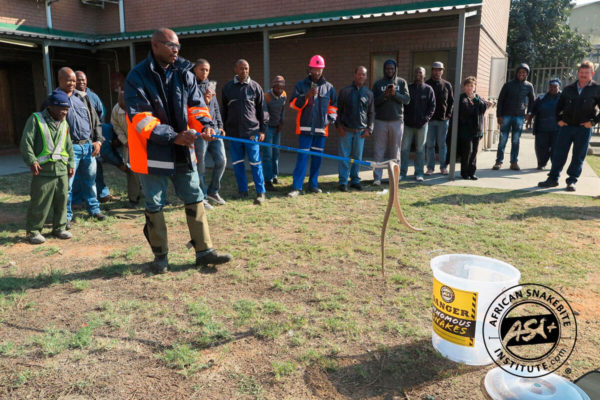Snakes and workplace safety - African Snakebite Institute