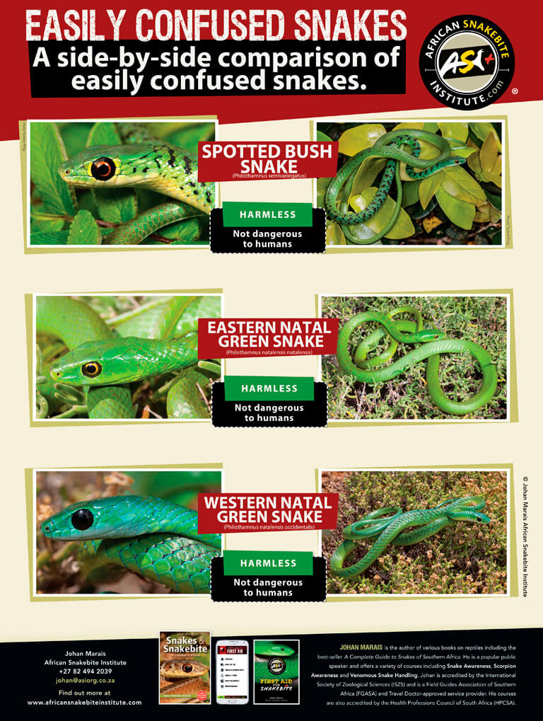 Easily-Confused Snakes - Green Snakes - African Snakebite Institute