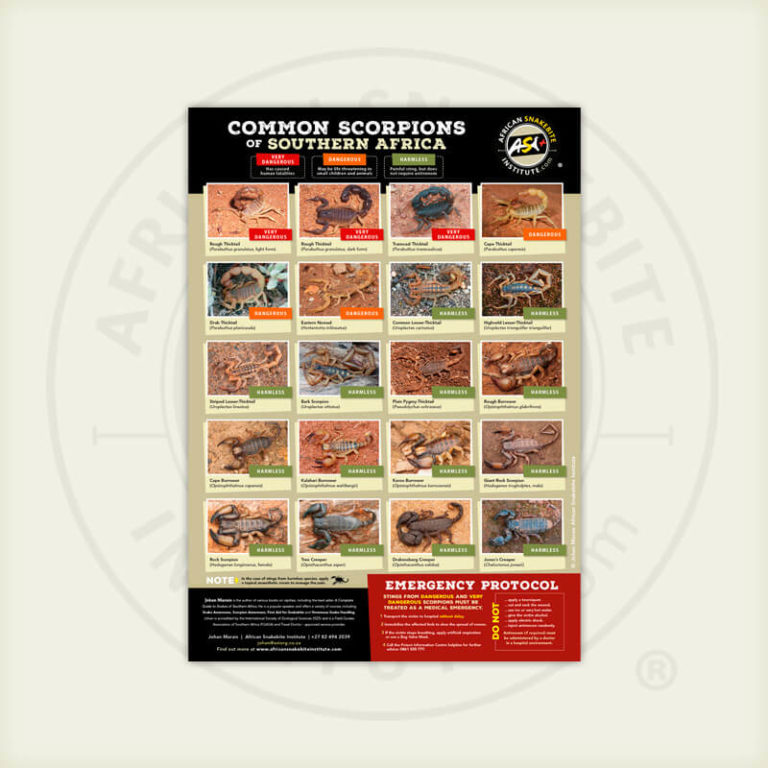 ASI Common Scorpions of Southern Africa Poster (Printed) - African ...