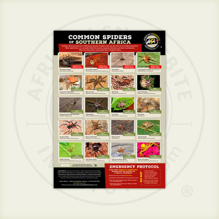 ASI Common Spiders of Southern Africa Poster (Printed) - African ...