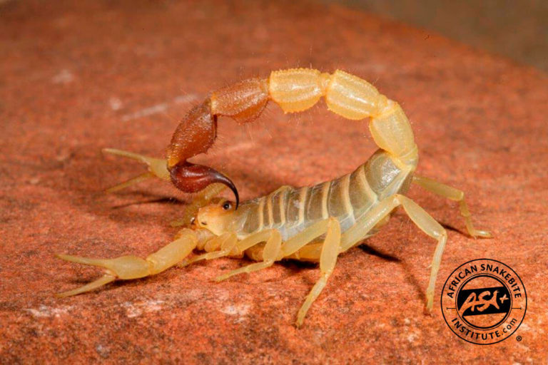 Scorpions - African Snakebite Institute