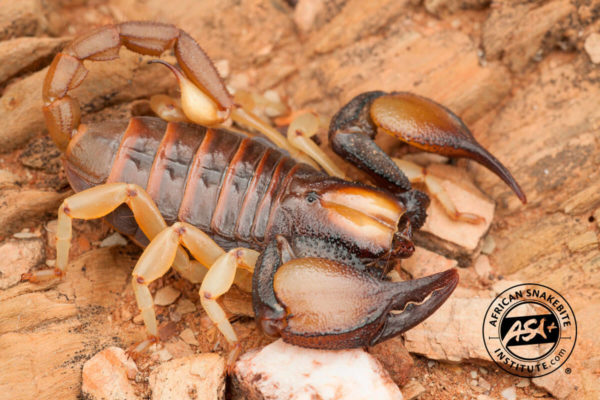 Scorpions - African Snakebite Institute