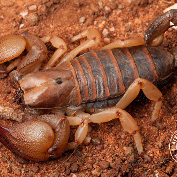 Scorpions - Page 2 of 4 - African Snakebite Institute