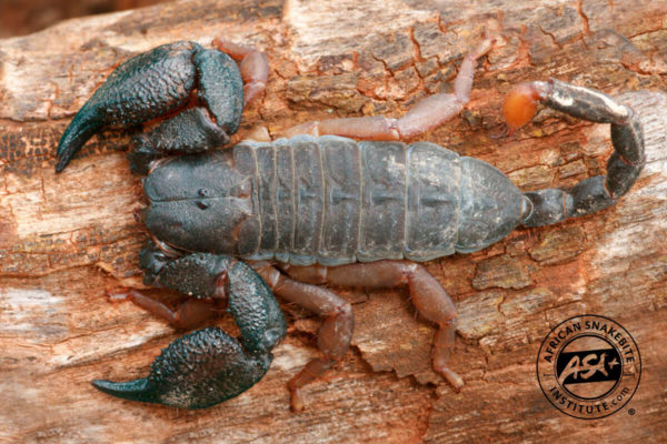 Scorpions - African Snakebite Institute
