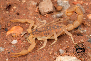 Scorpions - African Snakebite Institute