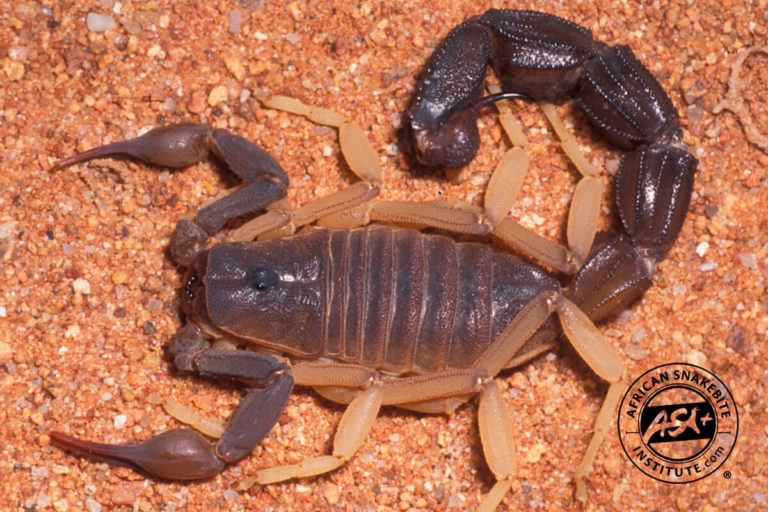 Scorpions - African Snakebite Institute