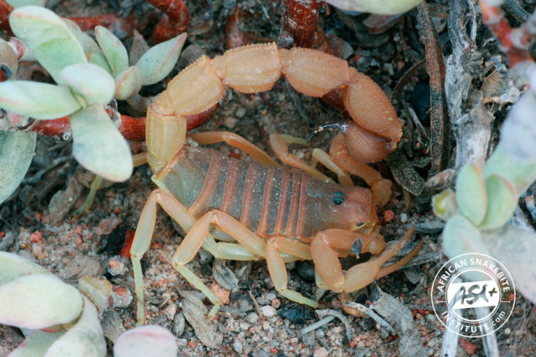 Scorpions - African Snakebite Institute