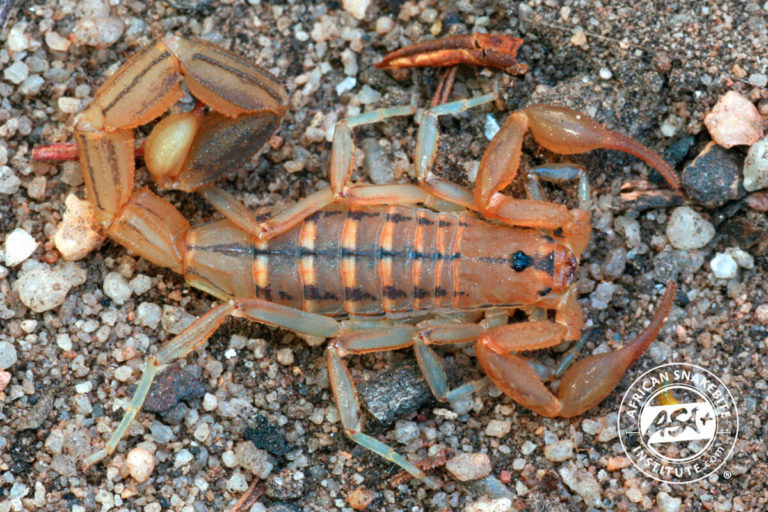 Scorpions - African Snakebite Institute