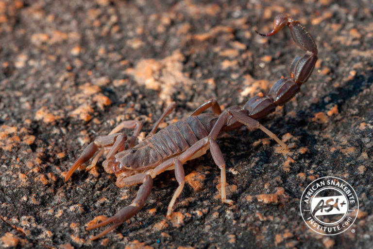 Scorpions - African Snakebite Institute
