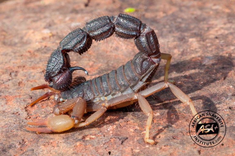 Transvaal Thicktail - African Snakebite Institute