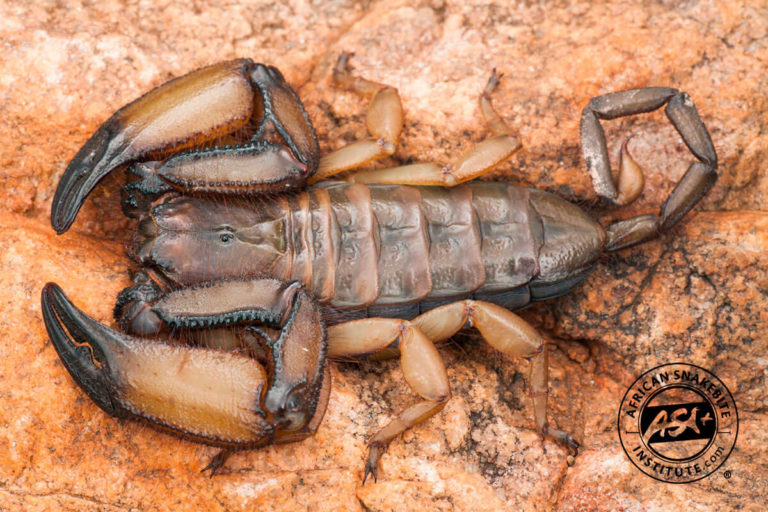 Scorpions - African Snakebite Institute