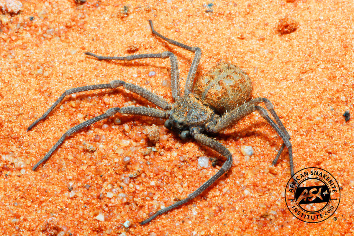 Spiders - African Snakebite Institute