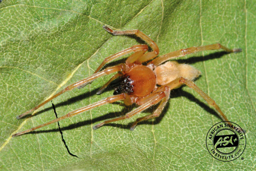 Sac Spider - African Snakebite Institute
