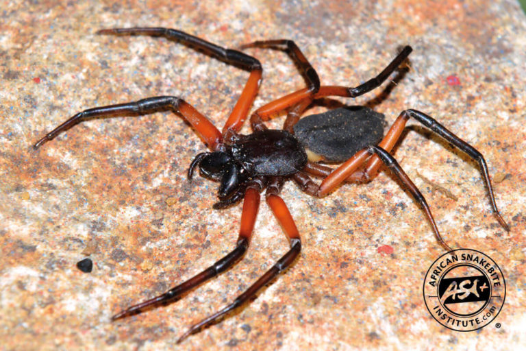 Scorpions - African Snakebite Institute