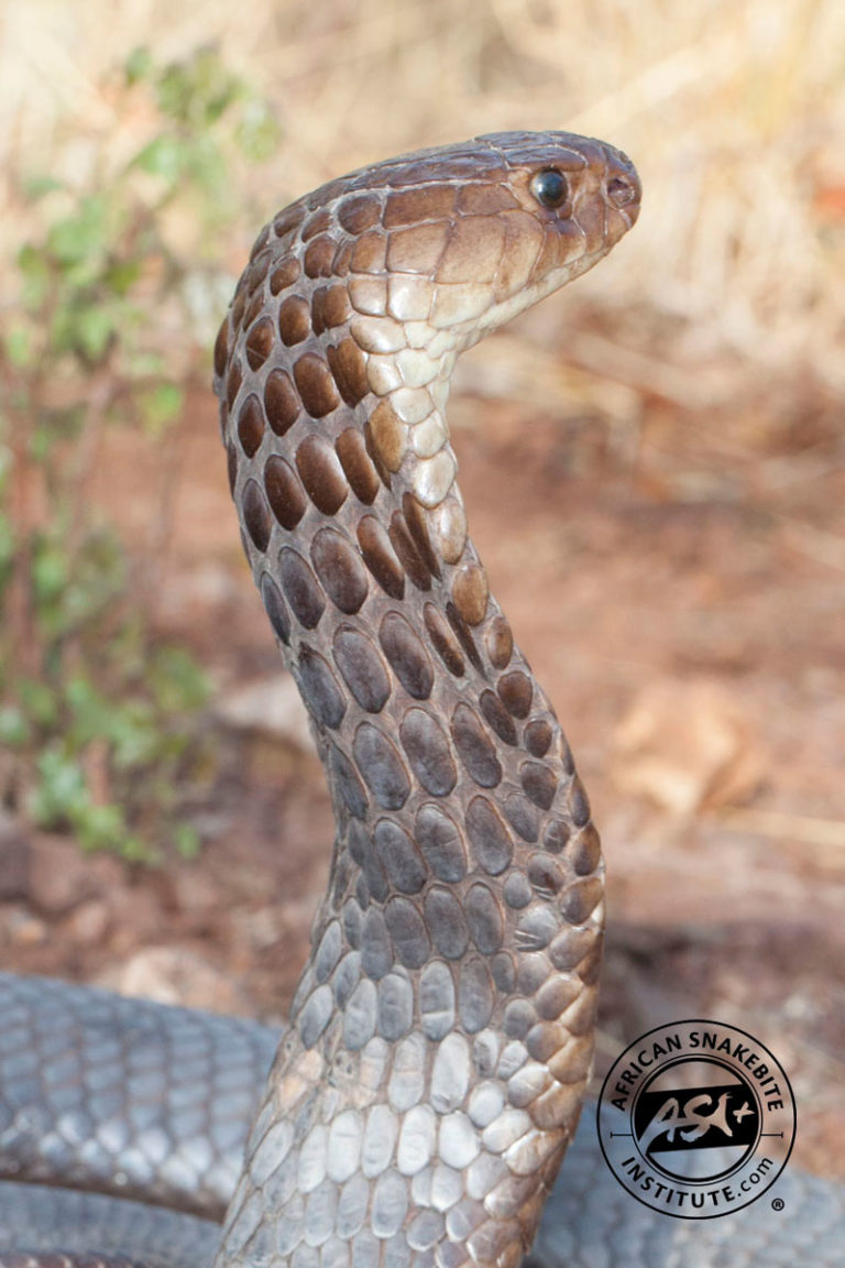 Anchieta’s Cobra - African Snakebite Institute
