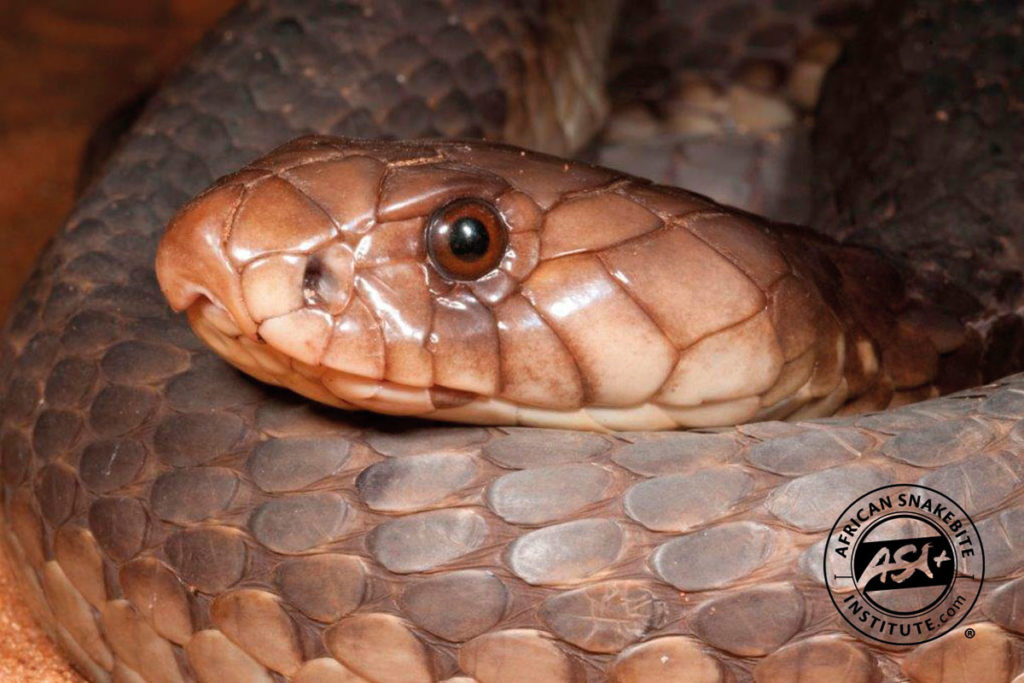 Anchieta’s Cobra - African Snakebite Institute