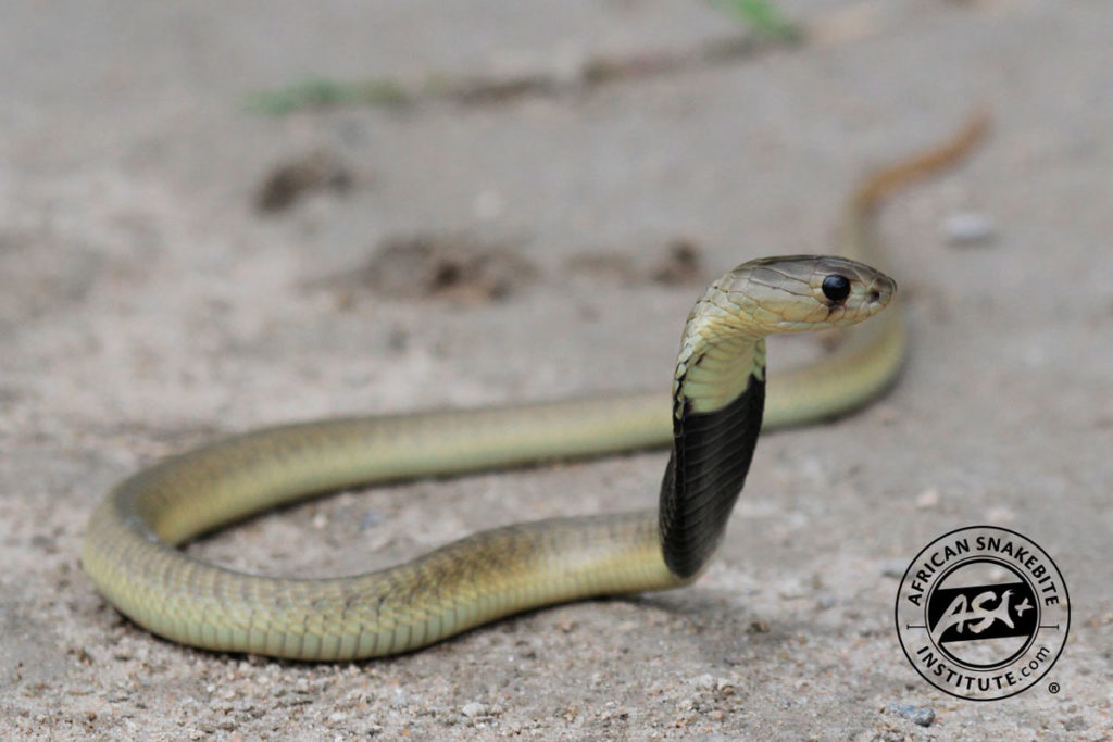Anchieta’s Cobra - African Snakebite Institute