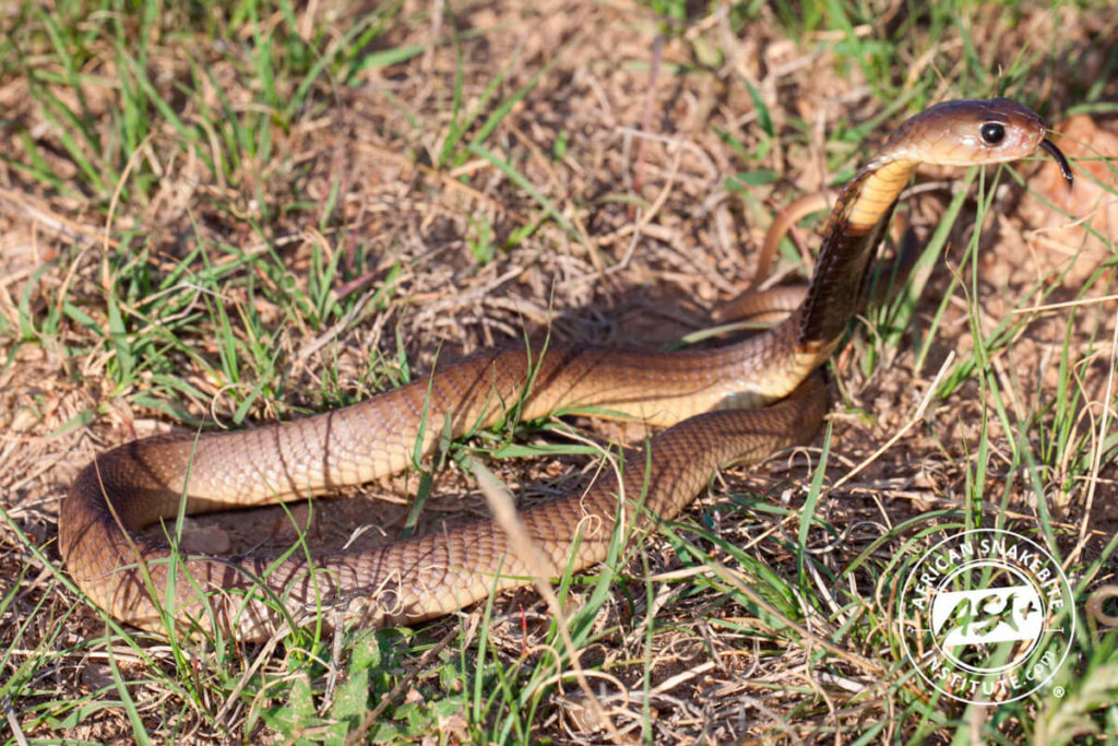 Anchieta’s Cobra - African Snakebite Institute