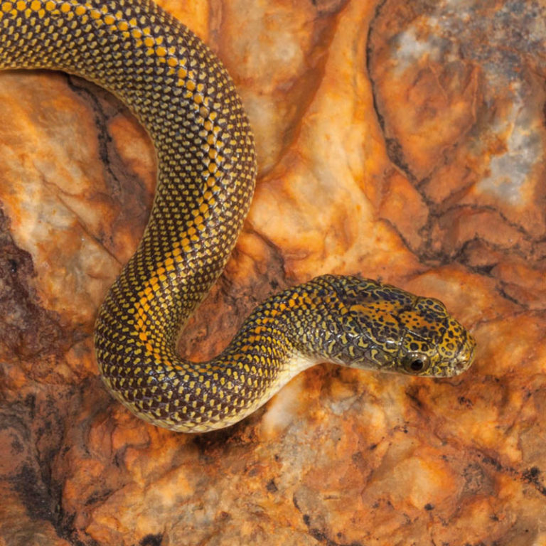 Aurora House Snake - African Snakebite Institute