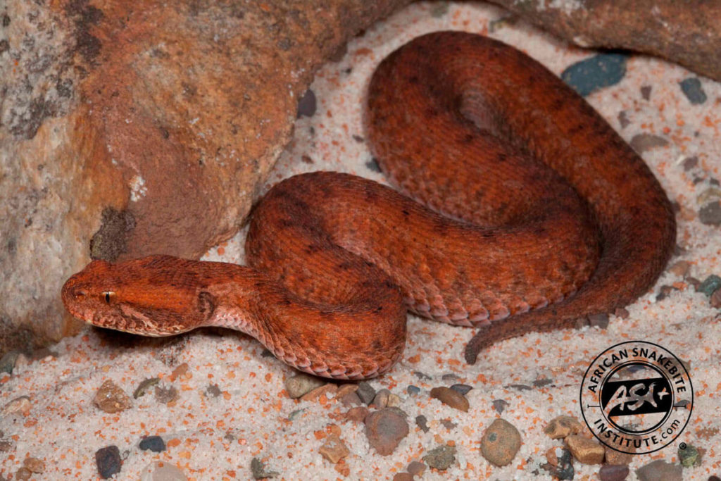 Berg Adder - African Snakebite Institute