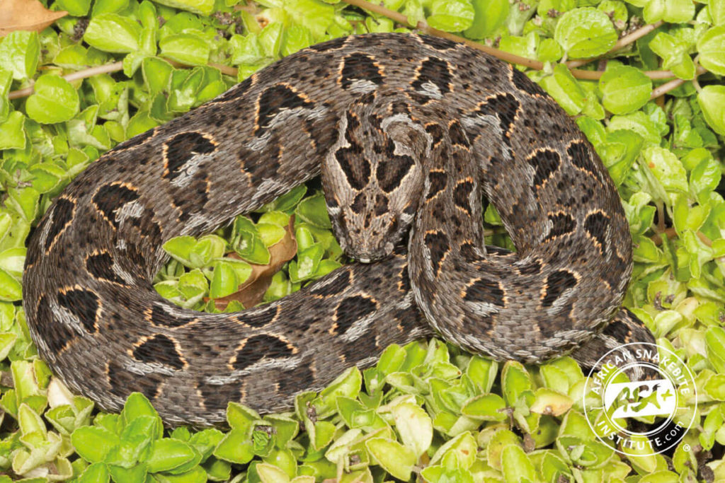 Berg Adder - African Snakebite Institute