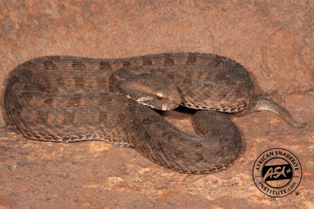 Berg Adder - African Snakebite Institute