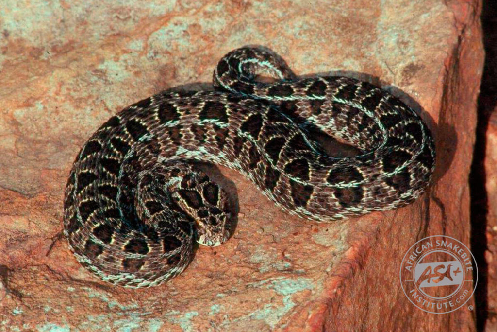 Berg Adder - African Snakebite Institute