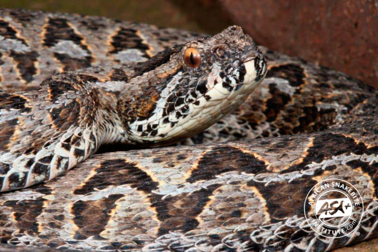 Berg Adder - African Snakebite Institute