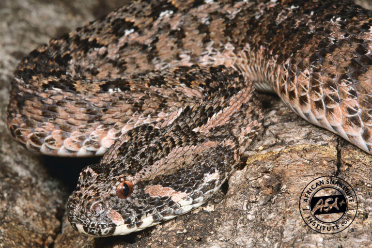 Berg Adder - African Snakebite Institute