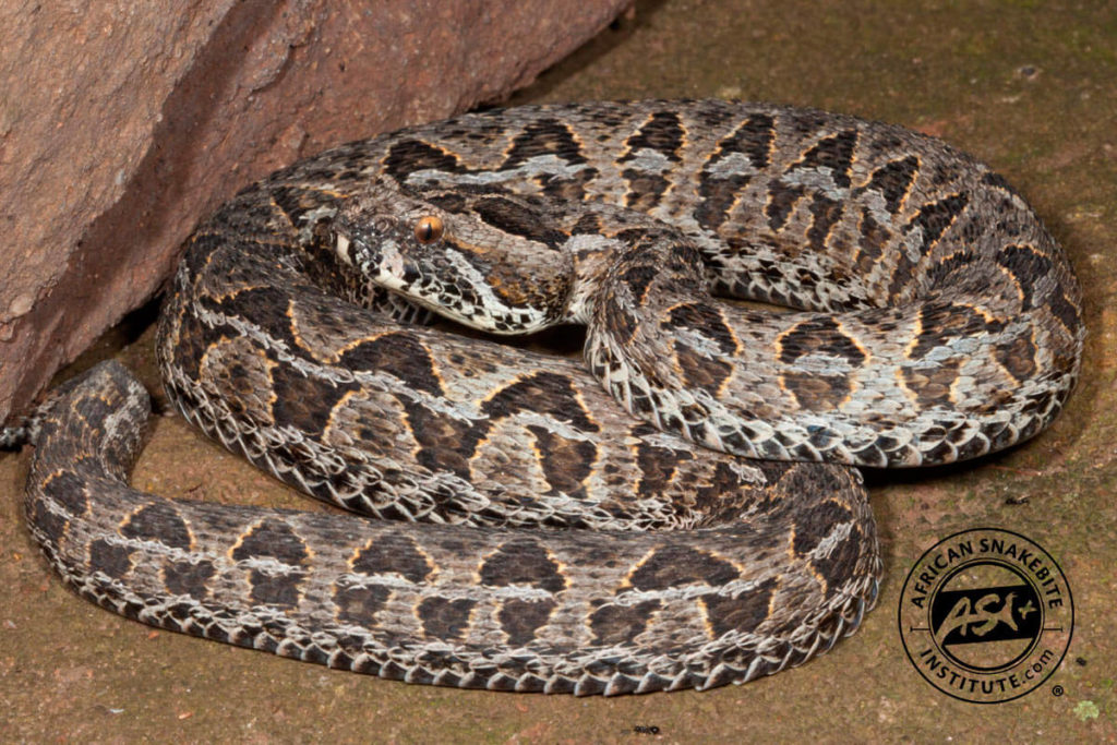 Berg Adder - African Snakebite Institute