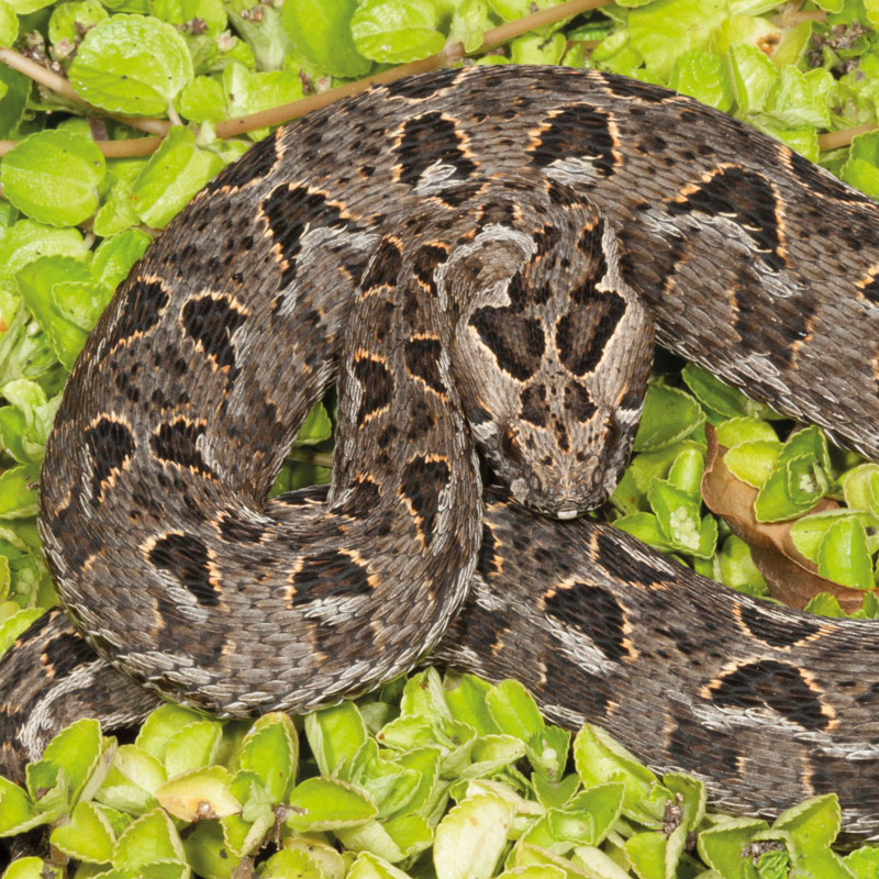 Berg Adder - African Snakebite Institute