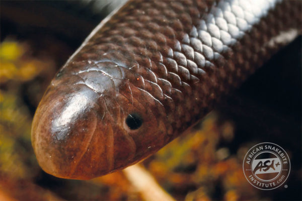 Bibron’s Blind Snake - African Snakebite Institute