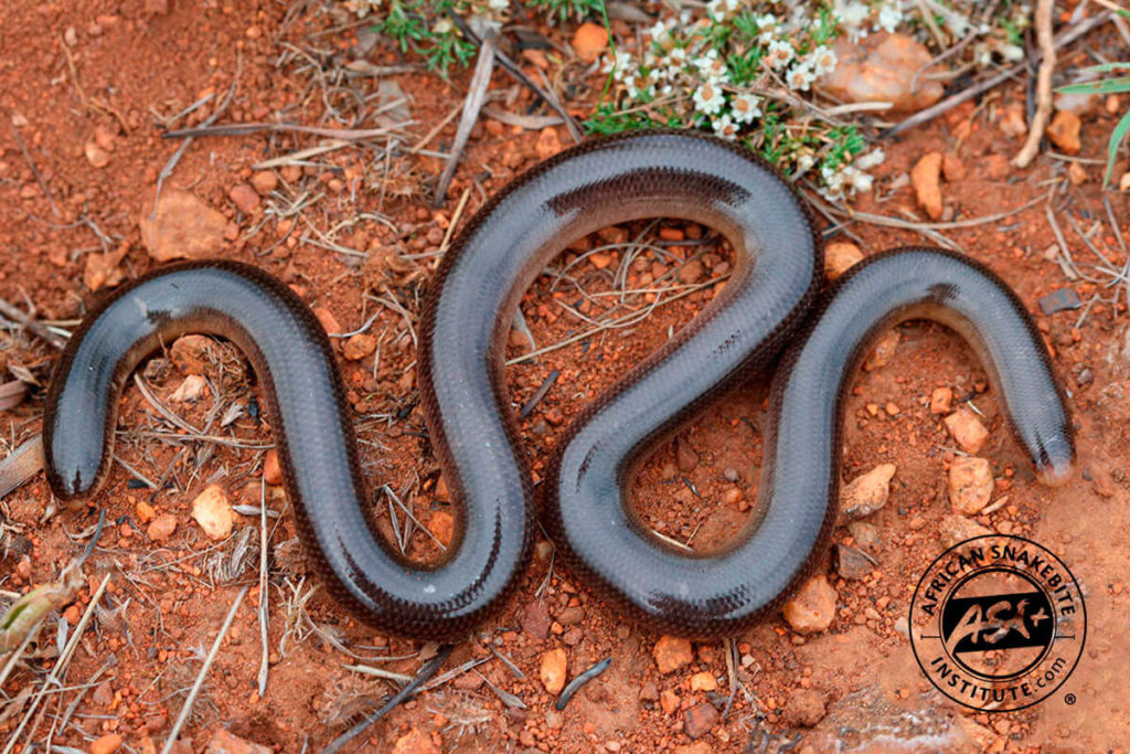 Bibron’s Blind Snake - African Snakebite Institute