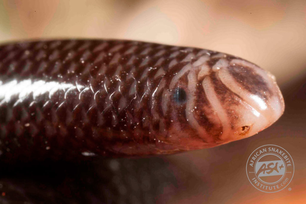 Bibron’s Blind Snake - African Snakebite Institute