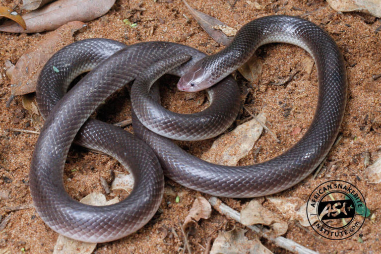 Bibron’s Stiletto Snake - African Snakebite Institute