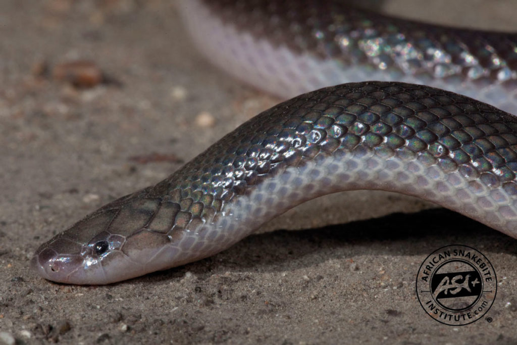 Bibron’s Stiletto Snake - African Snakebite Institute