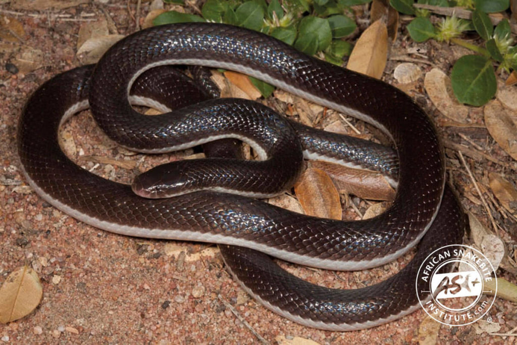 Bibron’s Stiletto Snake - African Snakebite Institute