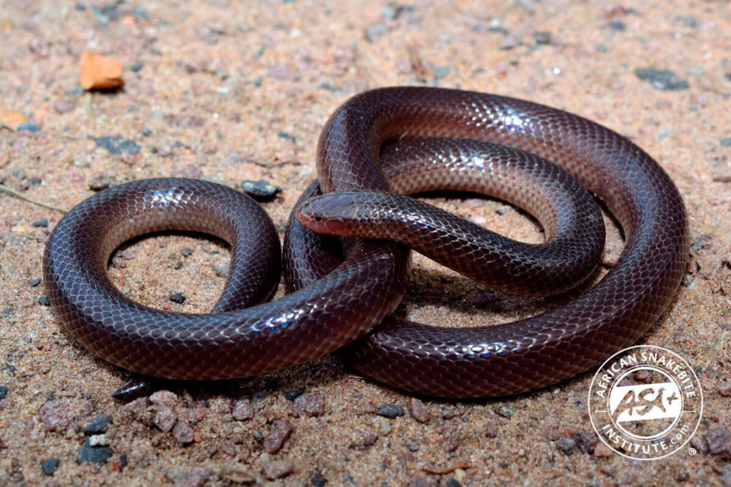 Bibron’s Stiletto Snake - African Snakebite Institute