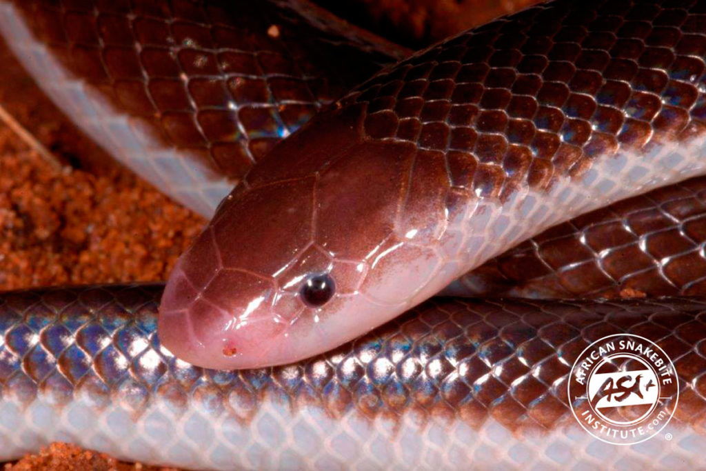 Bibron’s Stiletto Snake - African Snakebite Institute