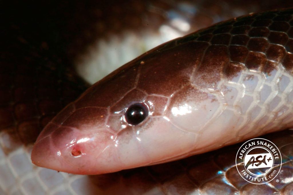Bibron’s Stiletto Snake - African Snakebite Institute
