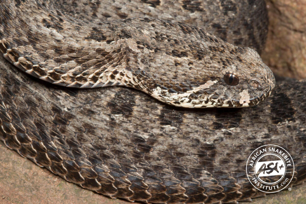 Berg Adder - African Snakebite Institute