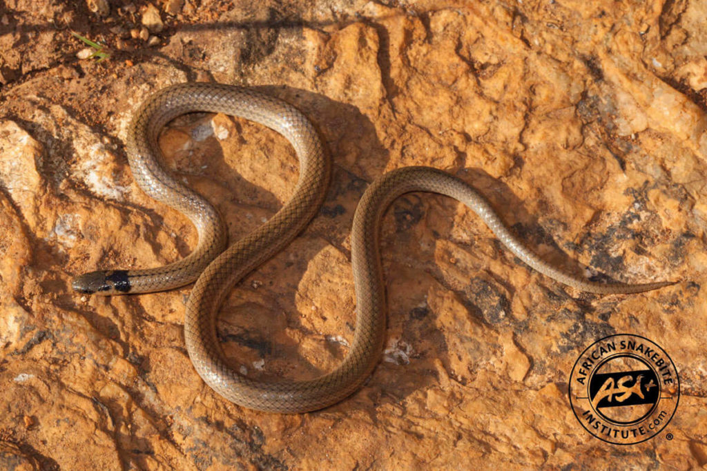 Black-headed Centipede-eater - African Snakebite Institute