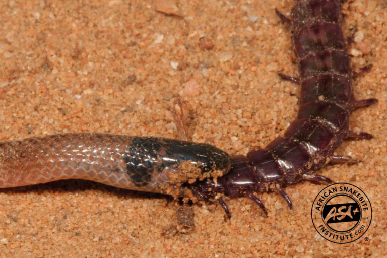 Black-headed Centipede-eater - African Snakebite Institute
