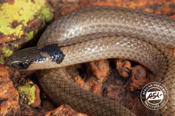 Black-headed Centipede-eater - African Snakebite Institute