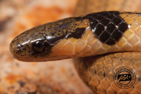 Black-headed Centipede-eater - African Snakebite Institute