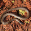 Black-headed Centipede-eater - African Snakebite Institute