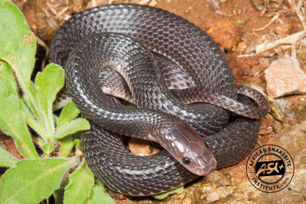 Black File Snake - African Snakebite Institute