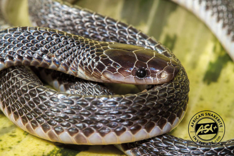 Black File Snake - African Snakebite Institute