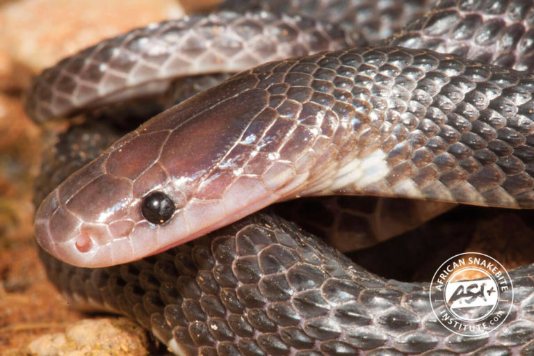 Black File Snake - African Snakebite Institute